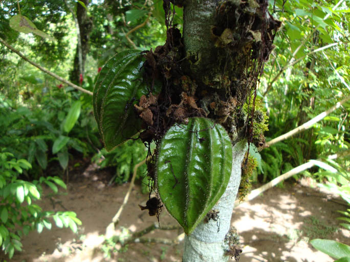 Wild Amazonian Cacao Pods | Cosmic Sister